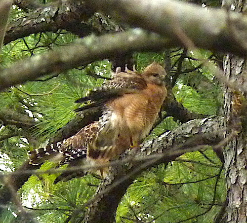 Early Spring Things to See | Nature Watch