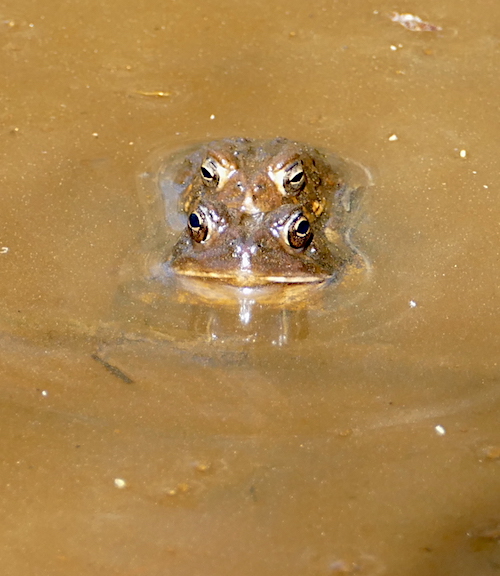 Toad Time, Skink, first Slider Hatchling, and a Goose! | Nature Watch