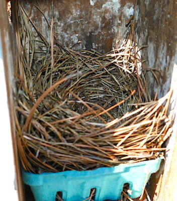 Nest Box Update 3.7.23 | Nature Watch