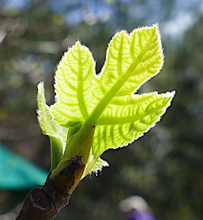 More Spring | Nature Watch