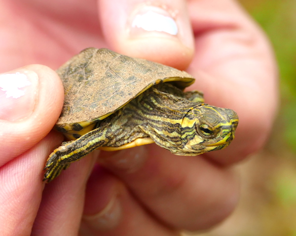 Toad Time, Skink, first Slider Hatchling, and a Goose! | Nature Watch