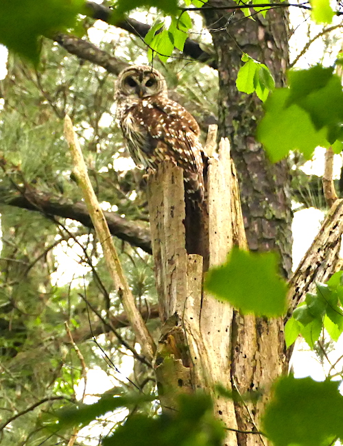 Barred Owl Experience | Nature Watch