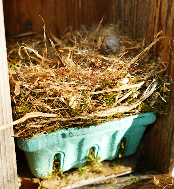Nest Box Update 4.4.23 | Nature Watch