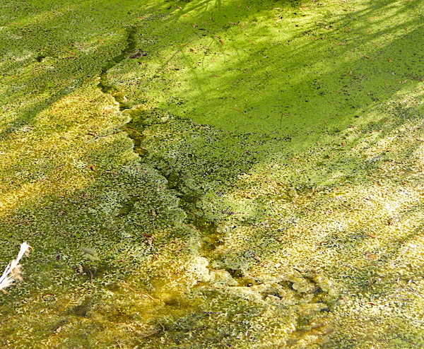 Spring Heats Up for Plants, Animals, and Staff | Nature Watch