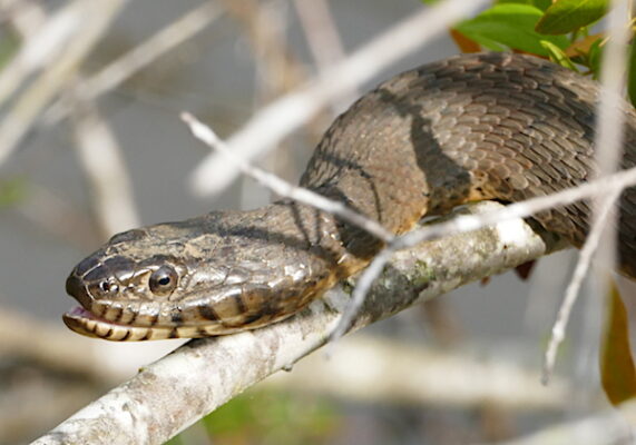 Snake Jaws | Nature Watch