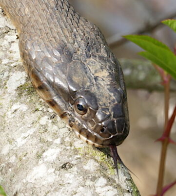 Snake Jaws | Nature Watch