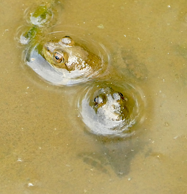 Morphing Frogs | Nature Watch