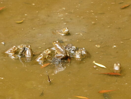 Morphing Frogs | Nature Watch