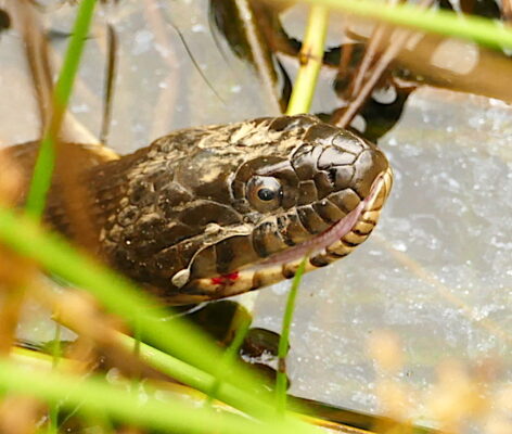 Snake Jaws | Nature Watch