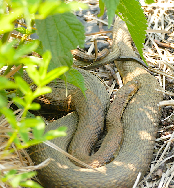Snake Mate | Nature Watch