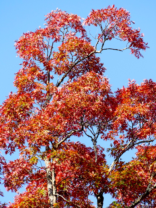 Fall Color | Nature Watch