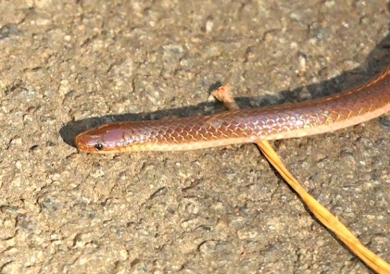 Wormsnake Ahead | Nature Watch