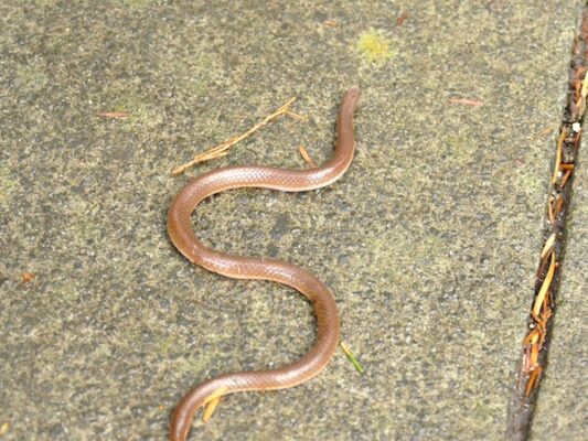 Wormsnake Ahead | Nature Watch