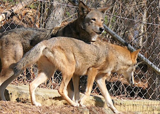 Red Wolf Behavior | Nature Watch