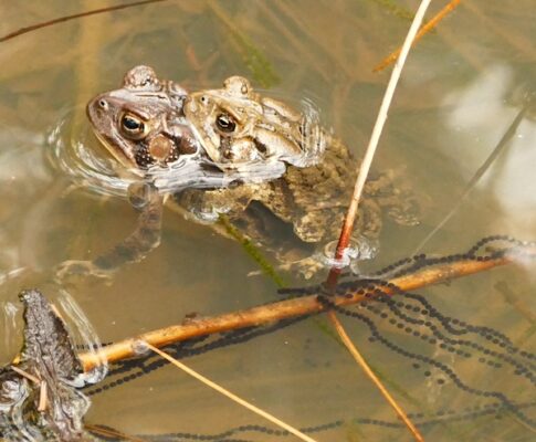 Toad Time | Nature Watch