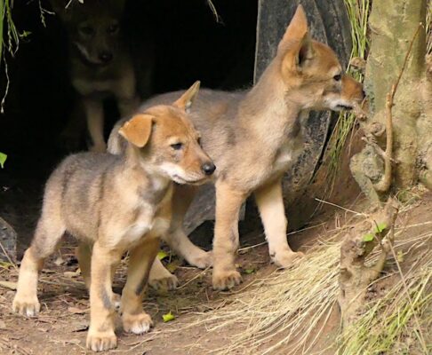 Dinner Time at Red Wolf Enclosure | Nature Watch