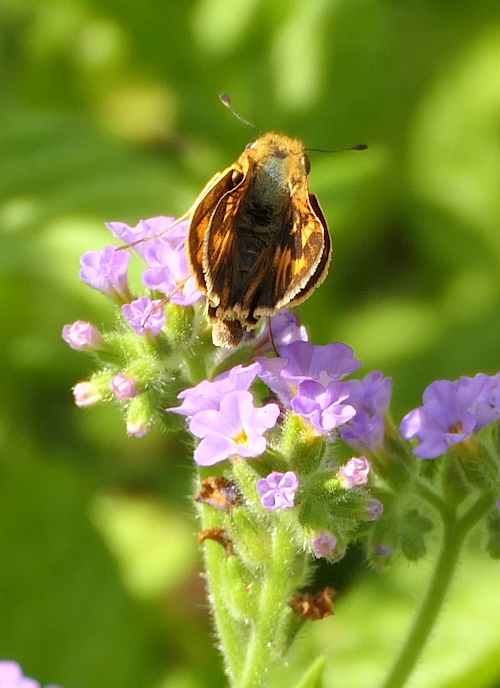 Feeling the Heat? | Nature Watch
