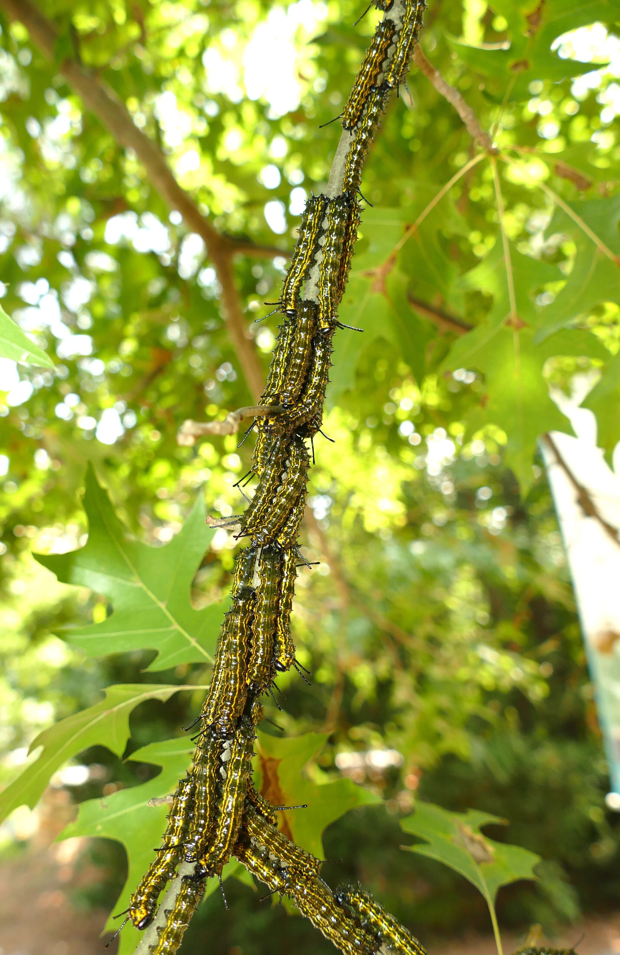 Hercules, Oakworms, and a Tussock Moth | Nature Watch