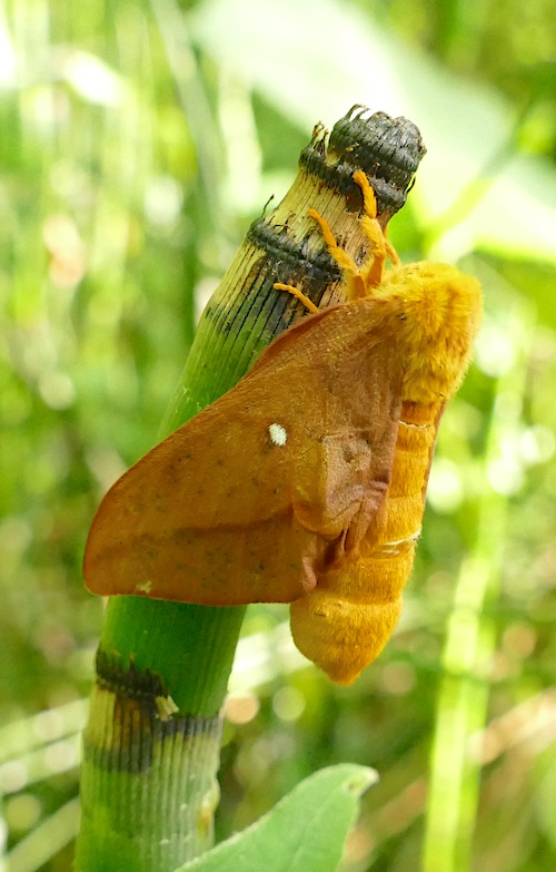 Hercules, Oakworms, and a Tussock Moth | Nature Watch