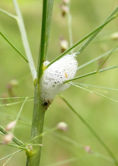 Approaching Fall | Nature Watch