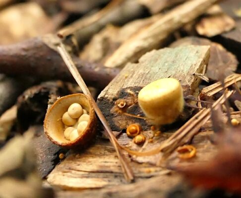 Fungi | Nature Watch